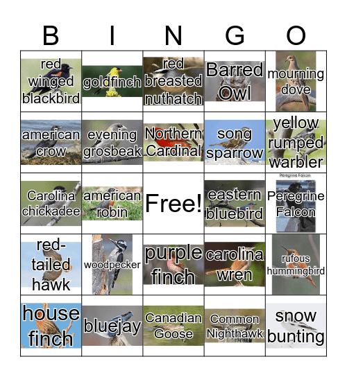 Backyard Birds Bingo Card