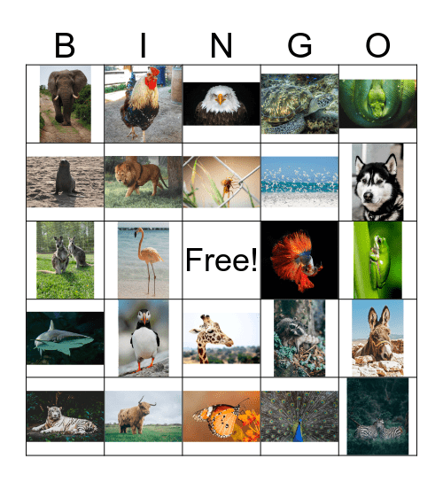 Animal Kingdom Bingo Card