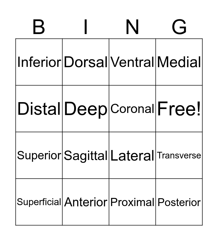 Anatomical Planes & Directions Bingo Card