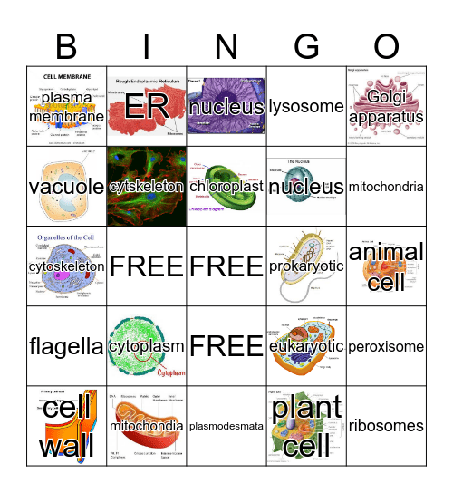 ORGANELLE BINGO Card