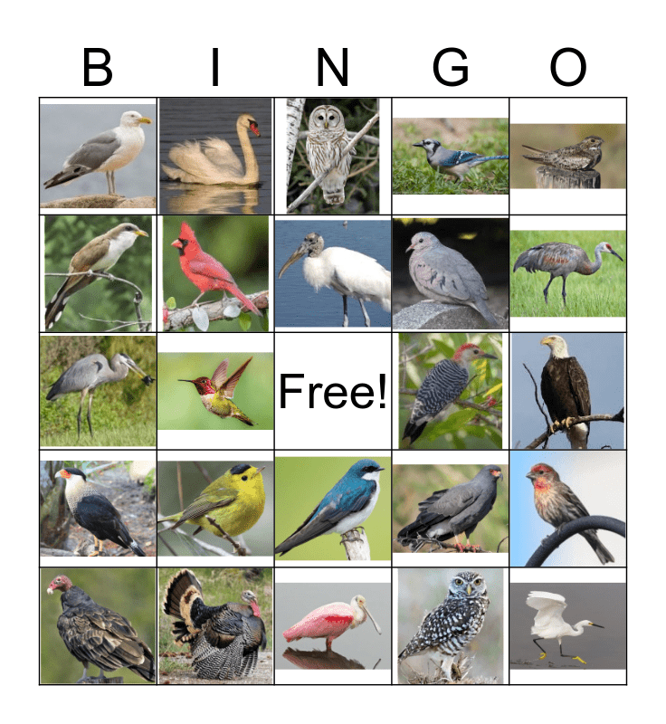 Florida Birds! Bingo Card
