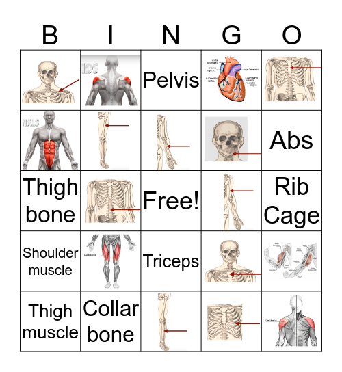 Skeleton and Muscles Bingo Card