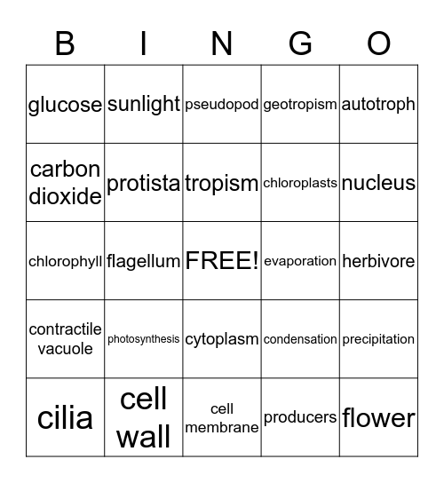 Science Review Bingo Card
