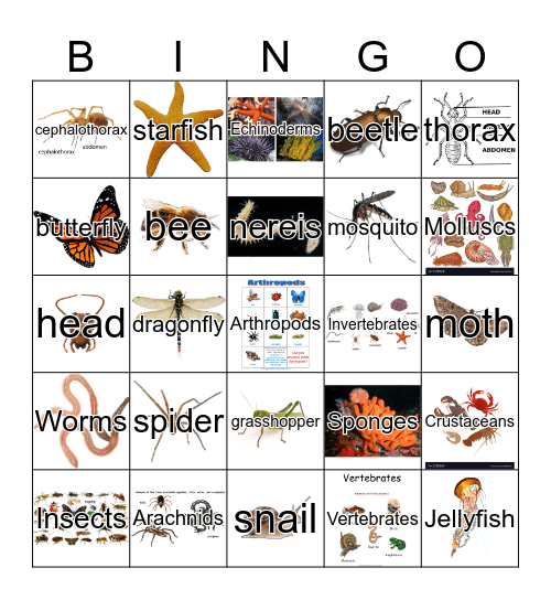 Invertebrates Bingo Card