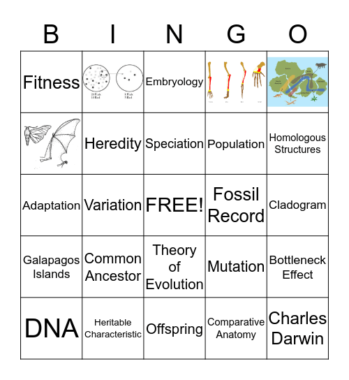 Evolution Bingo Card