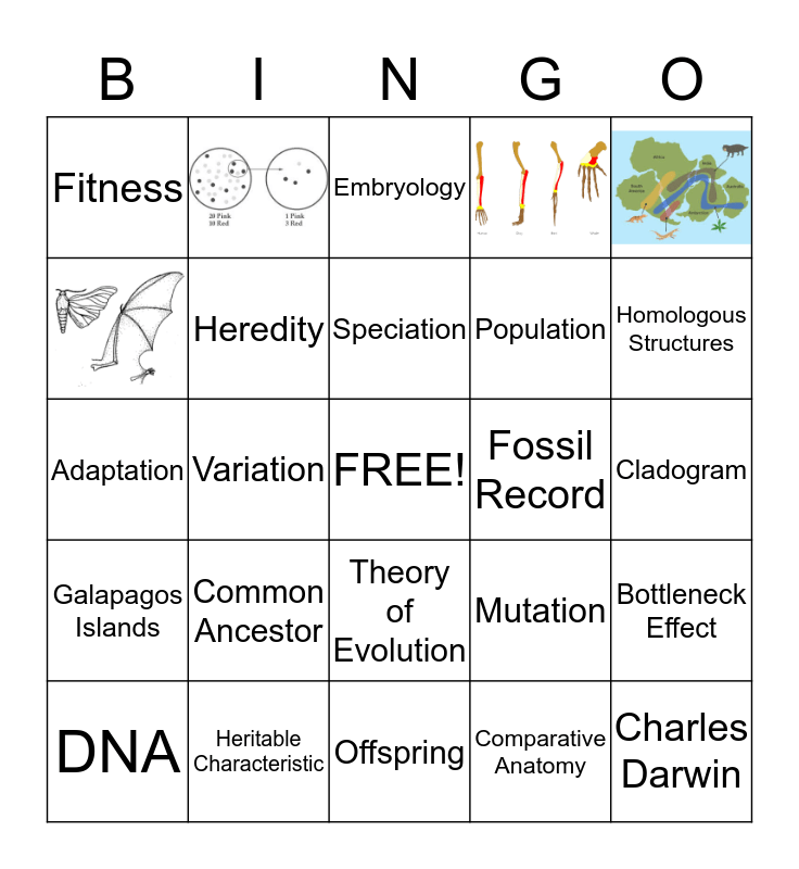 Evolution Bingo Card