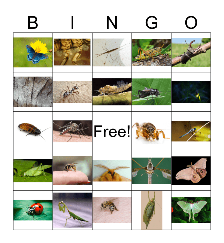 Insect Adaptation Bingo Card