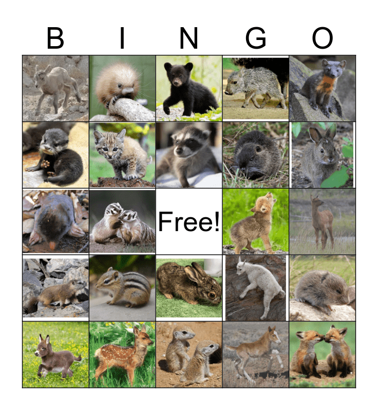 Nevada Mammals Bingo Card