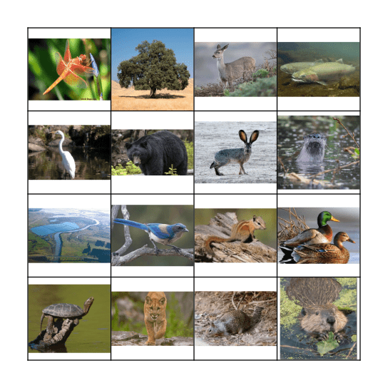 Wetland Oak Woodland Grassland Riparian Corridor Bingo Card