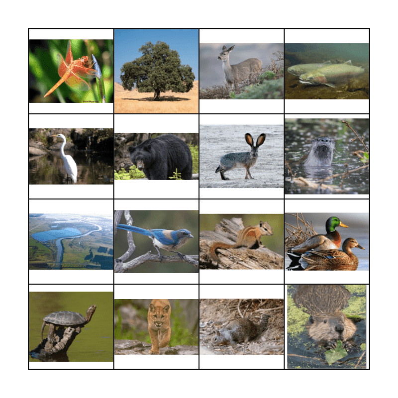 Wetland Oak Woodland Grassland Riparian Corridor Bingo Card