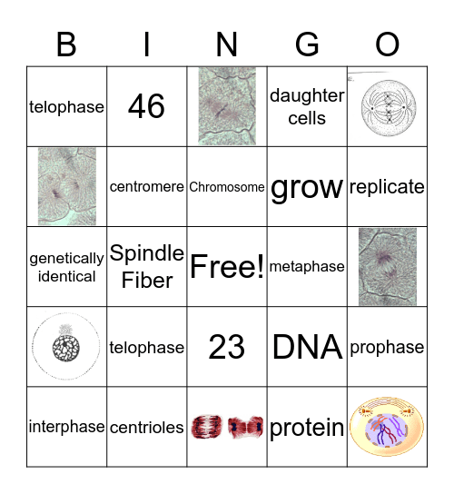 Mitosis Bingo Card