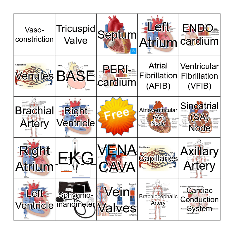 Cardiovascular Bingo! Bingo Card