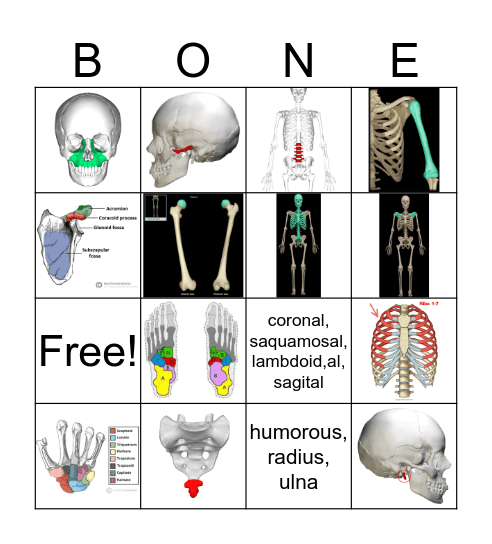 Skeletal System by Micaela Bingo Card