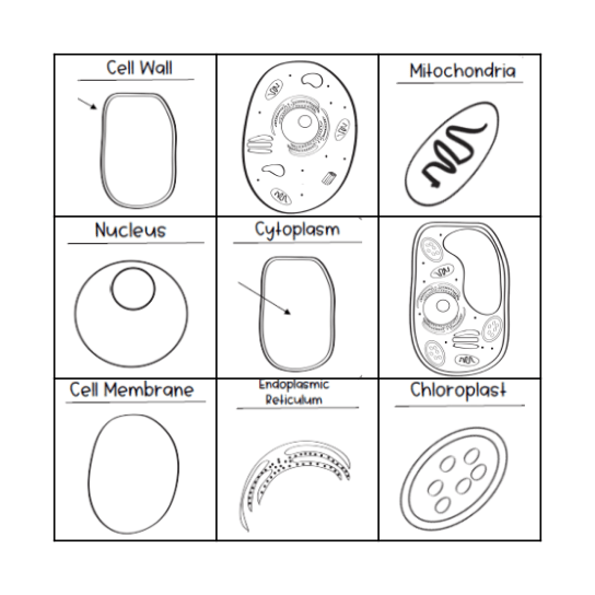3rd grade Cell Bingo Card