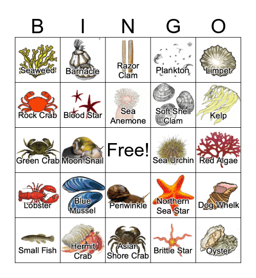 Tide Pool Bingo Card