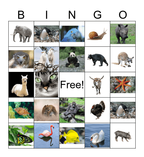 ANIMAL TRAIT BINGO Card
