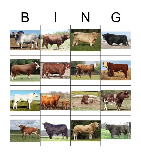 Breeds of Cattle Bingo Card