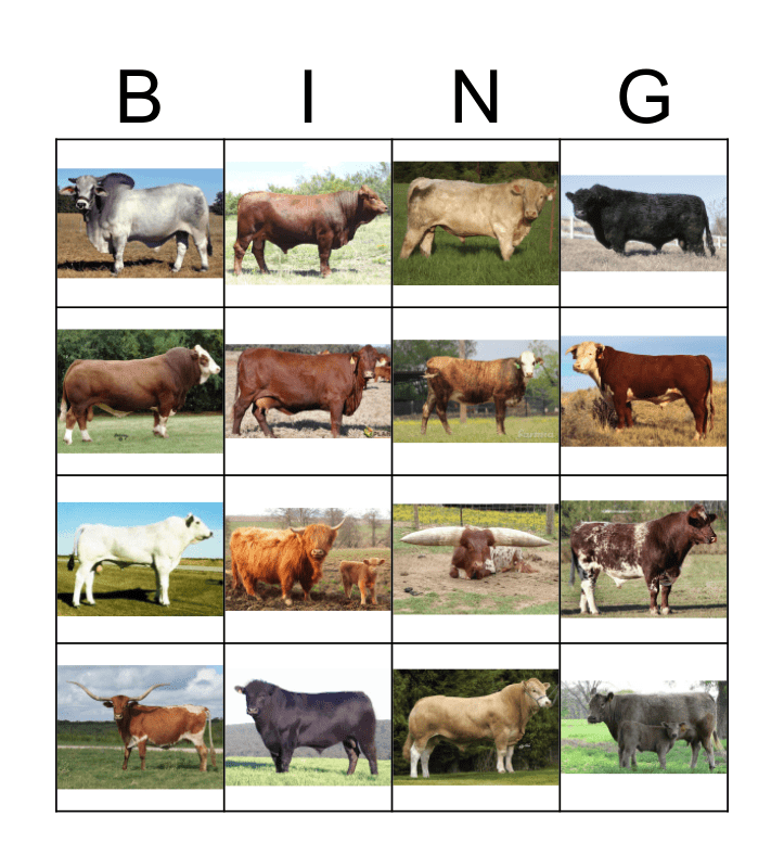 Breeds of Cattle Bingo Card