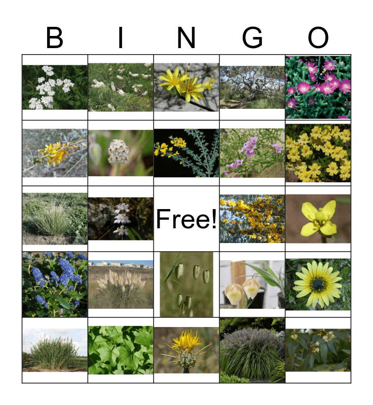 Native and Invasive Species Bingo Card