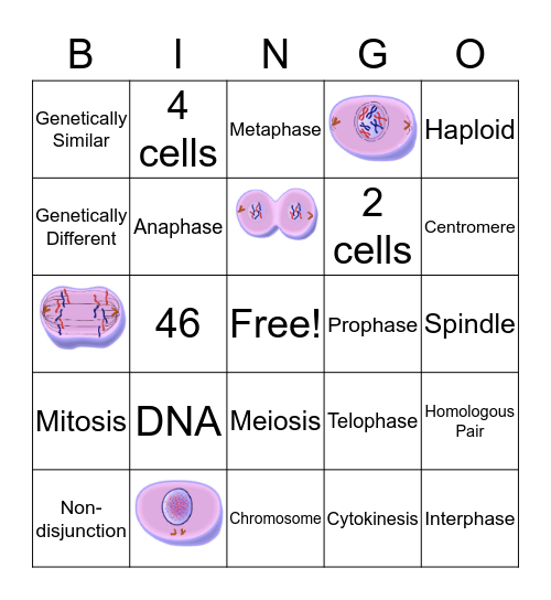 Mitosis Meiosis Bingo Card