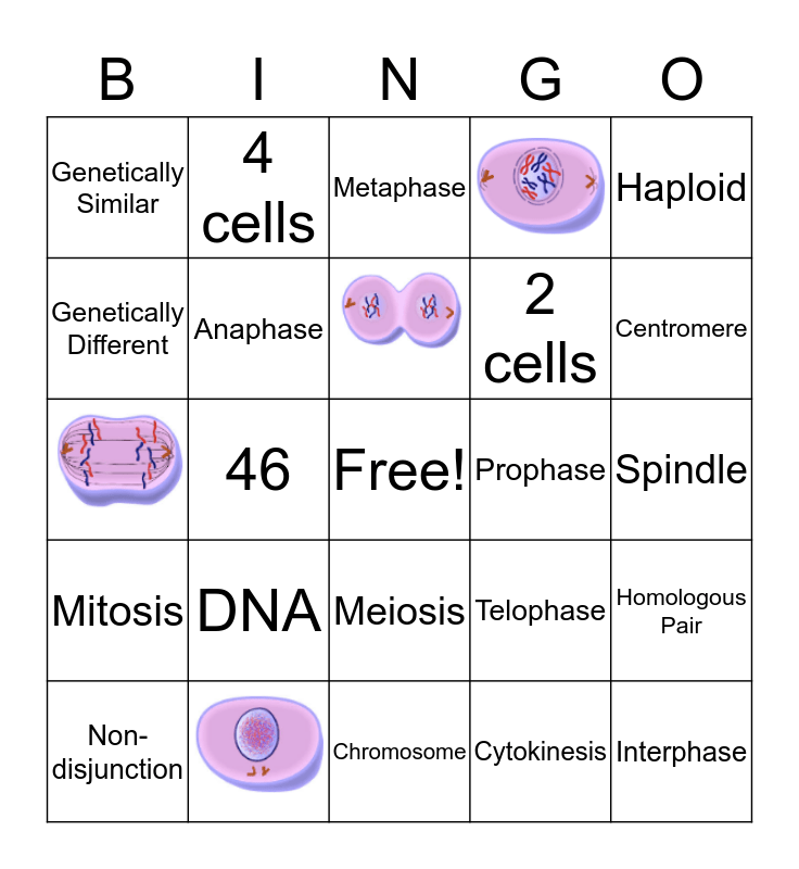 Mitosis Meiosis Bingo Card