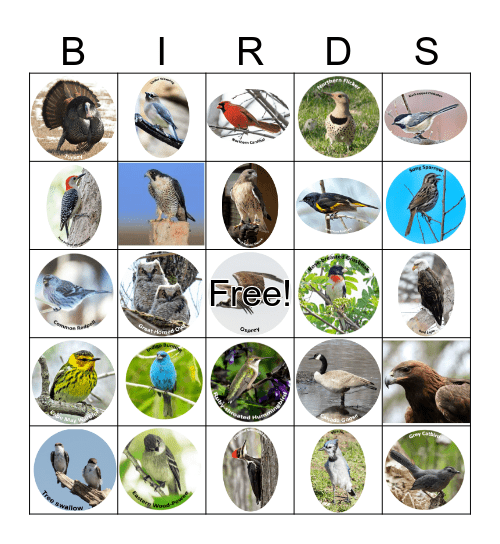 Birdie Bingo Card