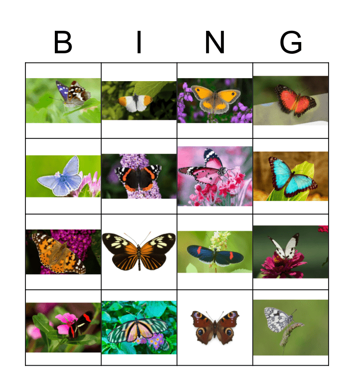 Butterflies Bingo Card