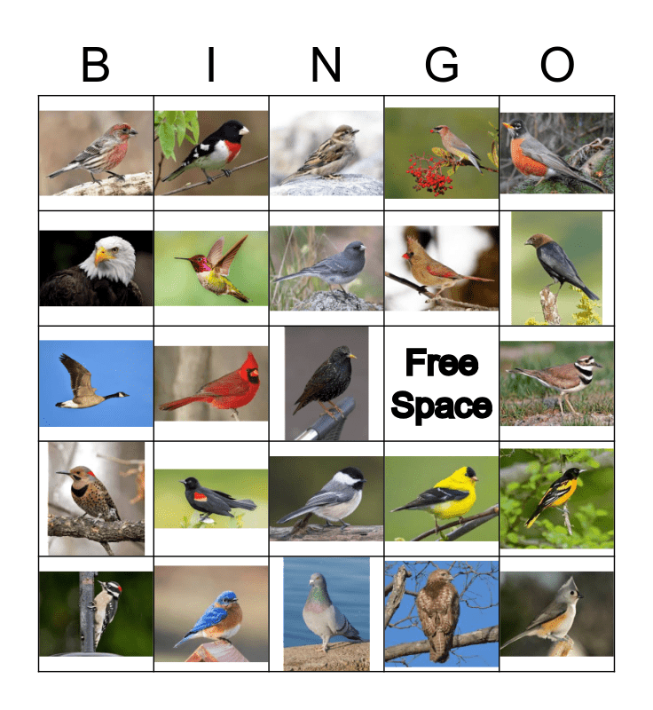 North American Birds Bingo Card