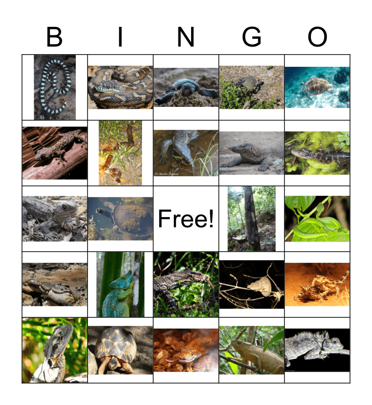 Play Reptiles Around the World Bingo Online | BingoBaker