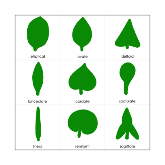 Leaf Shape Bingo Card