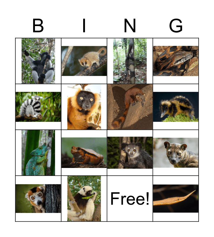 Madagascar Bingo Card