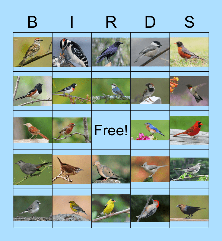 NC Backyard Birds Bingo Card