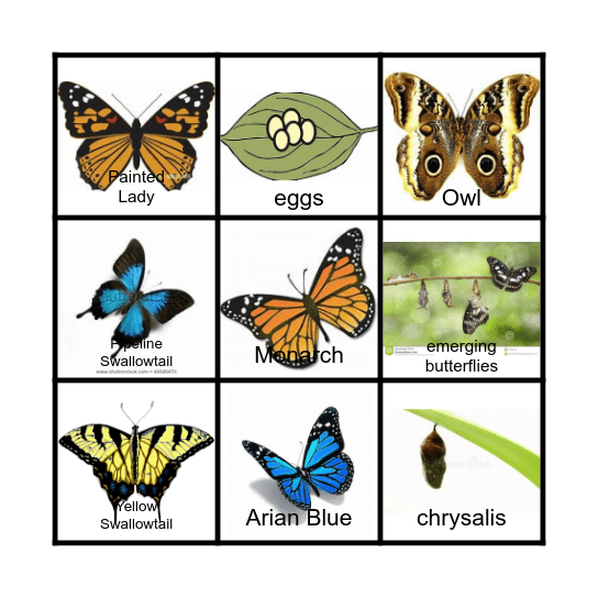 Butterfly Life-cycle and Butterflies Bingo Card