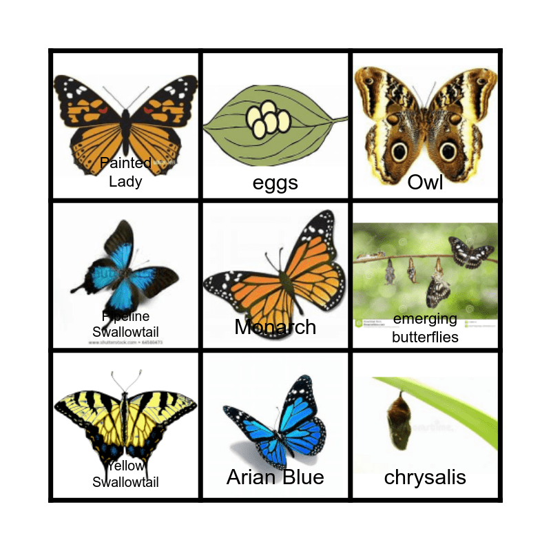Butterfly Life-cycle and Butterflies Bingo Card
