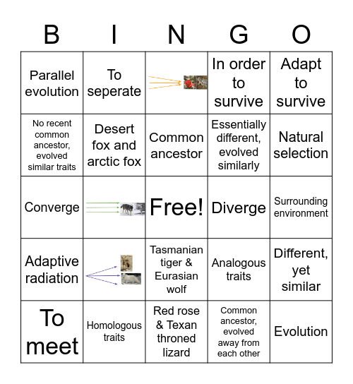 Types of Evolution Bingo Card