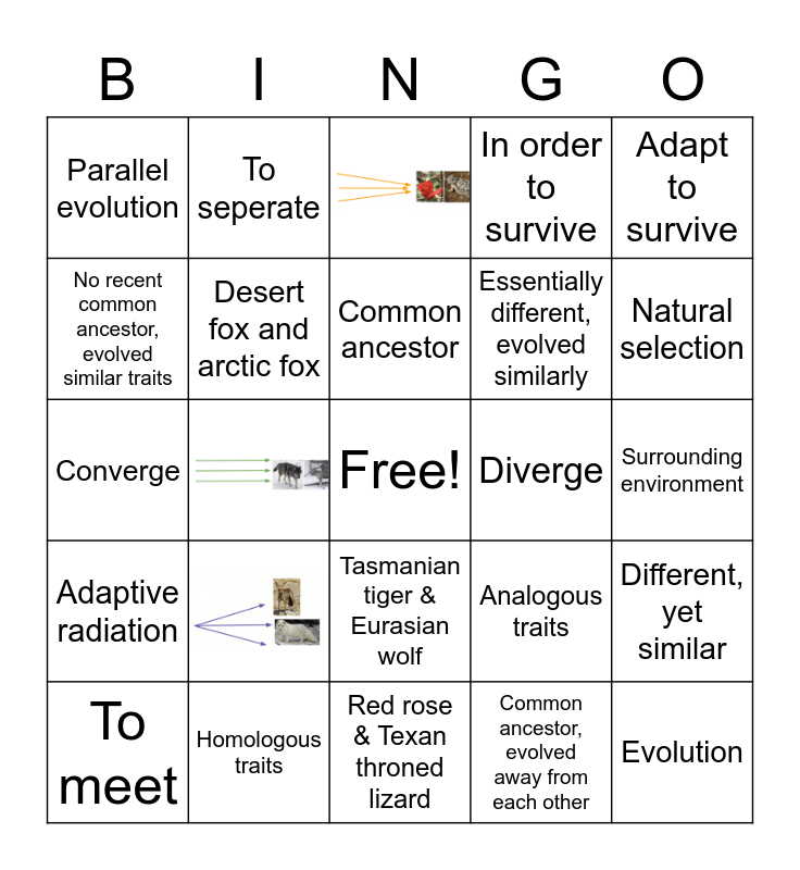 Types of Evolution Bingo Card