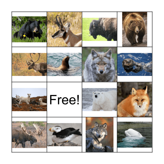 North American Wildlife Bingo Card
