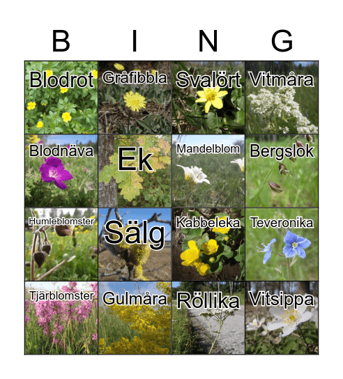 Bioblitz Linné - växter Bingo Card