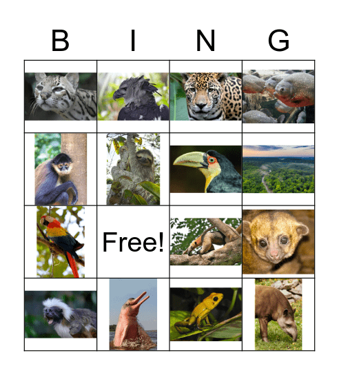 Amazon Rainforest Bingo Card