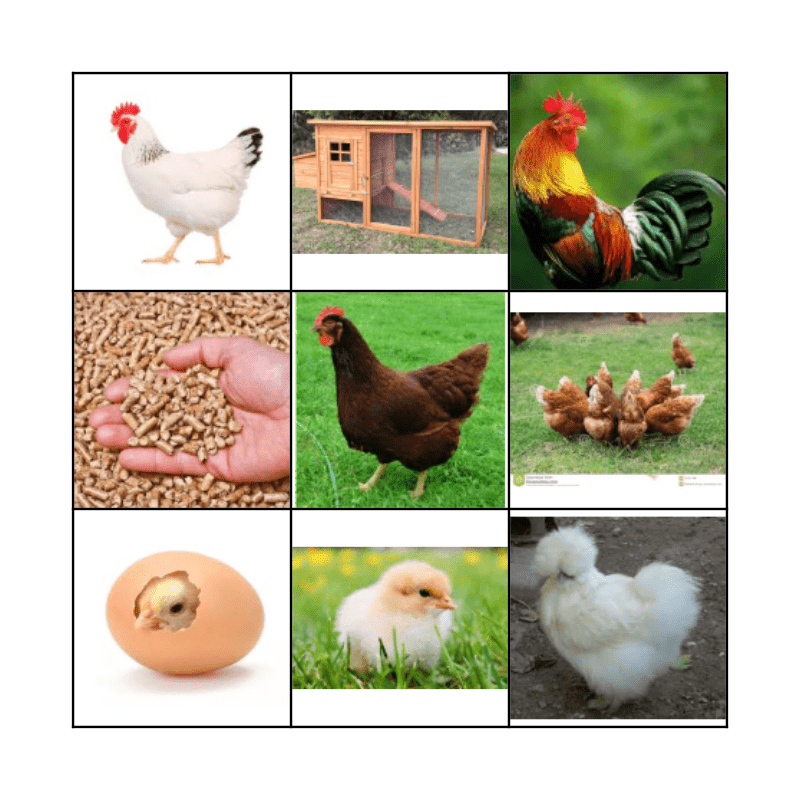 Chicken Bingo! Bingo Card