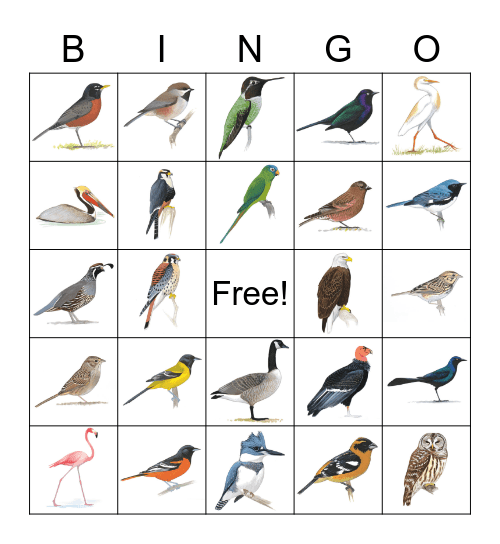 NORTH AMERICAN BIRDS Bingo Card