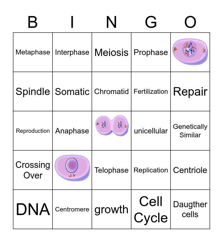 Mitosis Meiosis Bingo Card