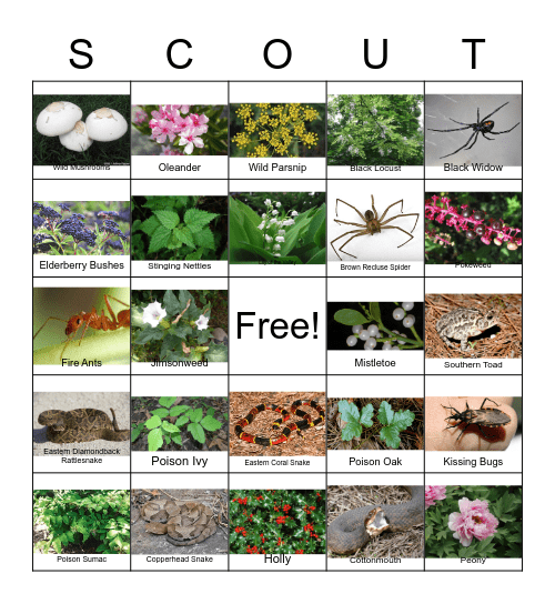 Poisonous Plants, Animals, and Insects Bingo Card