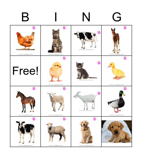 Animals Bingo Card