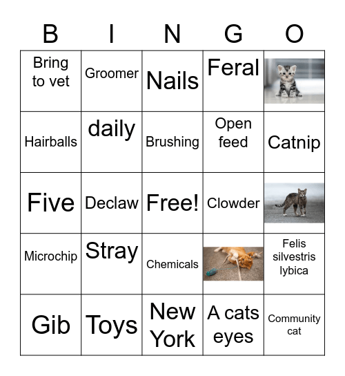 Cats Bingo Card