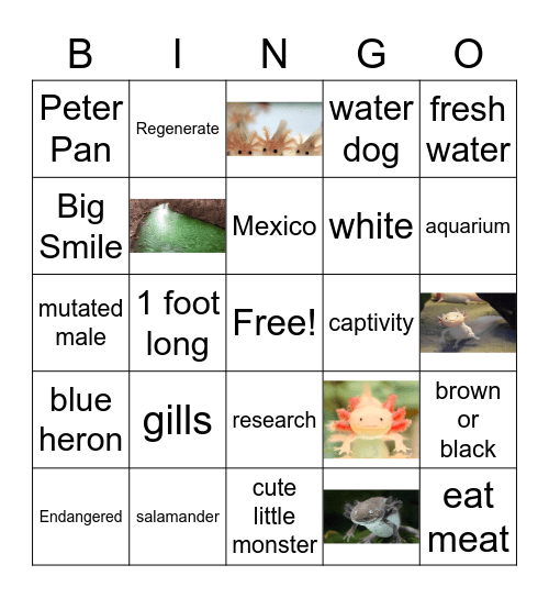 AXOLOTL BINGO Card