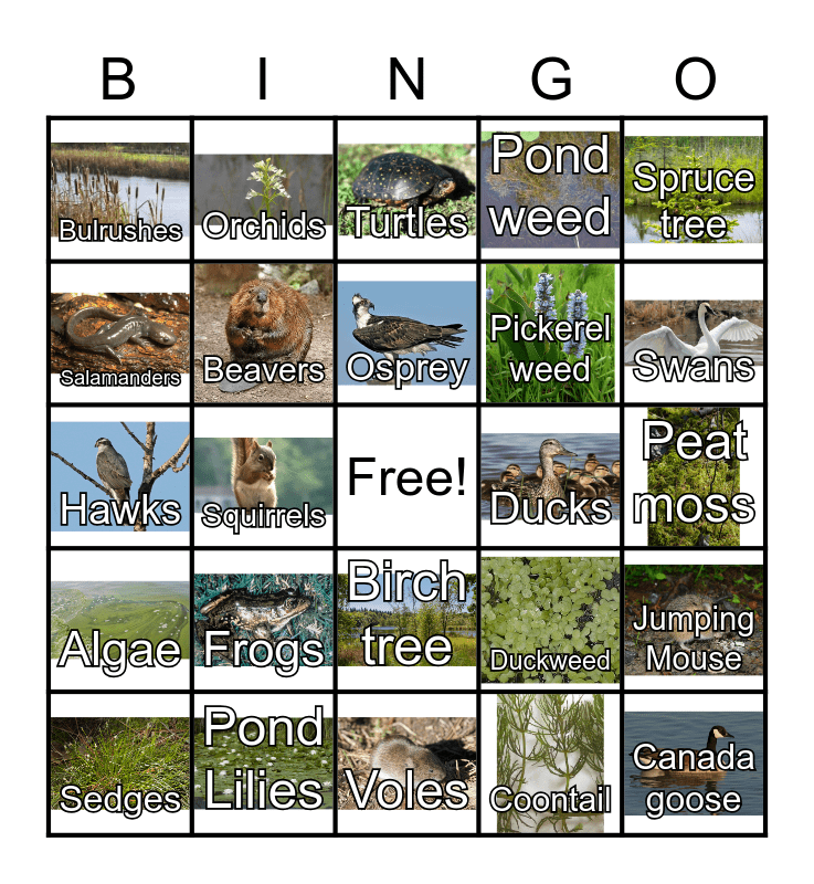 Wetlands Bingo Card