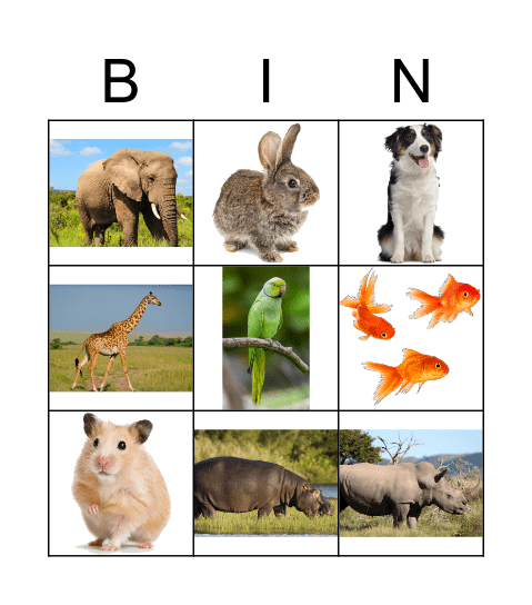 K3 Animal riddles Bingo Card
