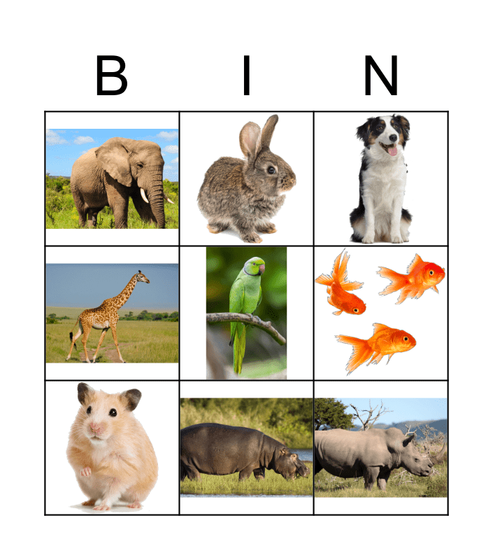 K3 Animal riddles Bingo Card