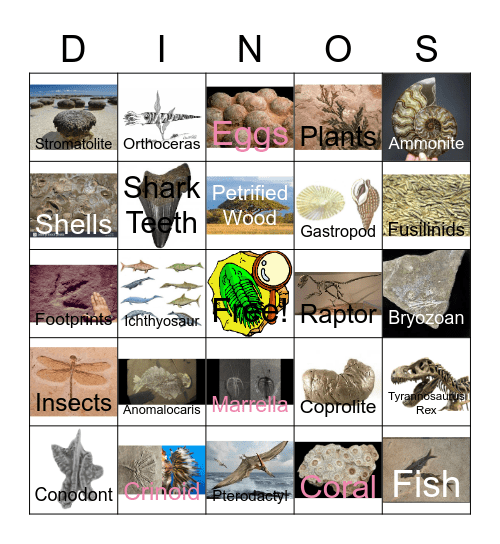 FOSSIL Bingo Card